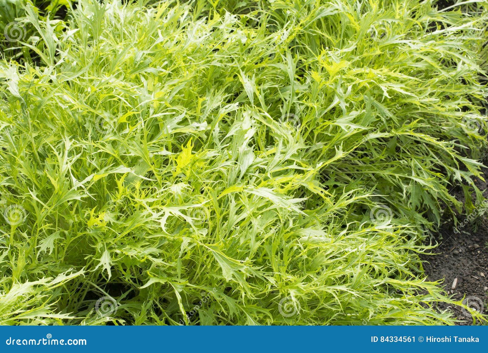 Mostaza Verde De La Hortaliza Imagen de archivo - Imagen de hierba ...