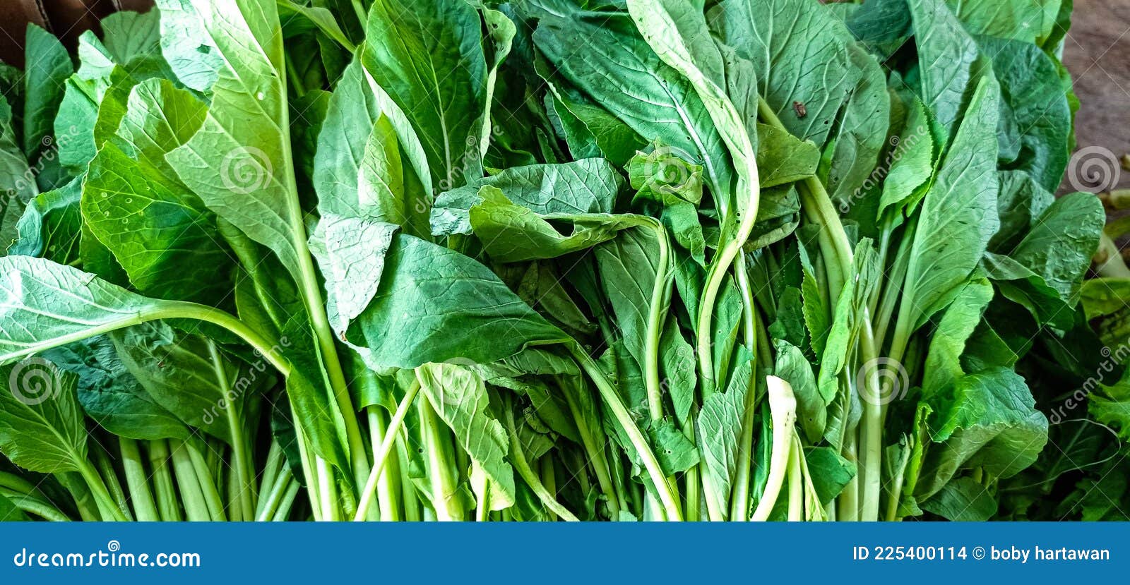 Mostaza verde fresca foto de archivo. Imagen de hoja - 225400114