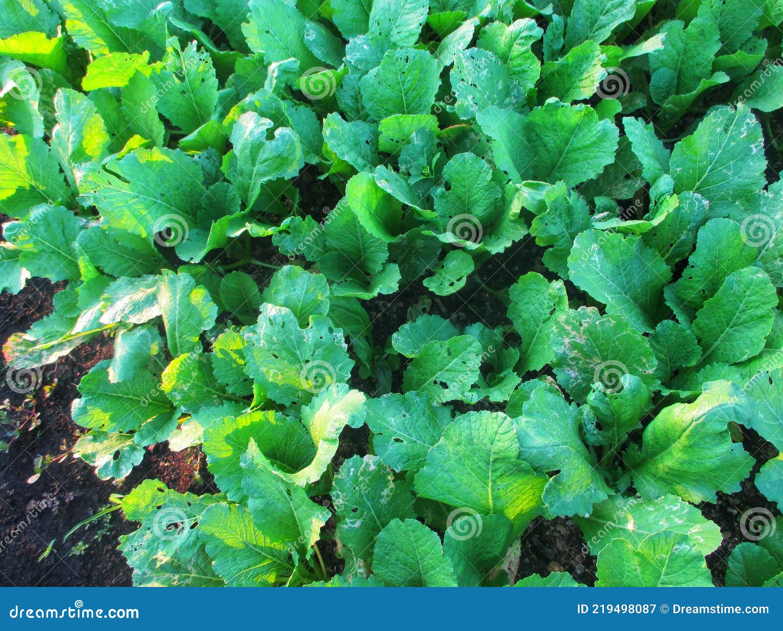 Mostaza Verde Real En La Granja Imagen de archivo - Imagen de ...