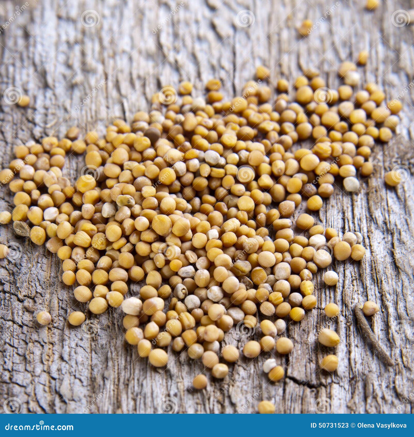 Mosterd stock afbeelding. Image of zaden, kruiden, kruidig - 50731523