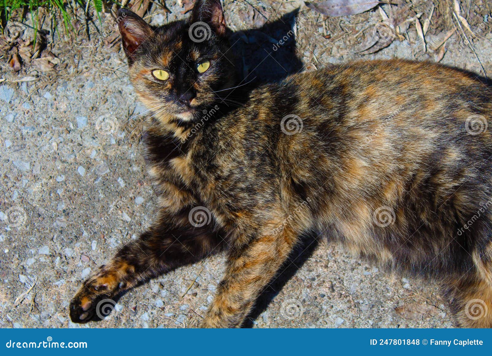 A mostly black Spanish cat stock photo. Image of animals - 247801848