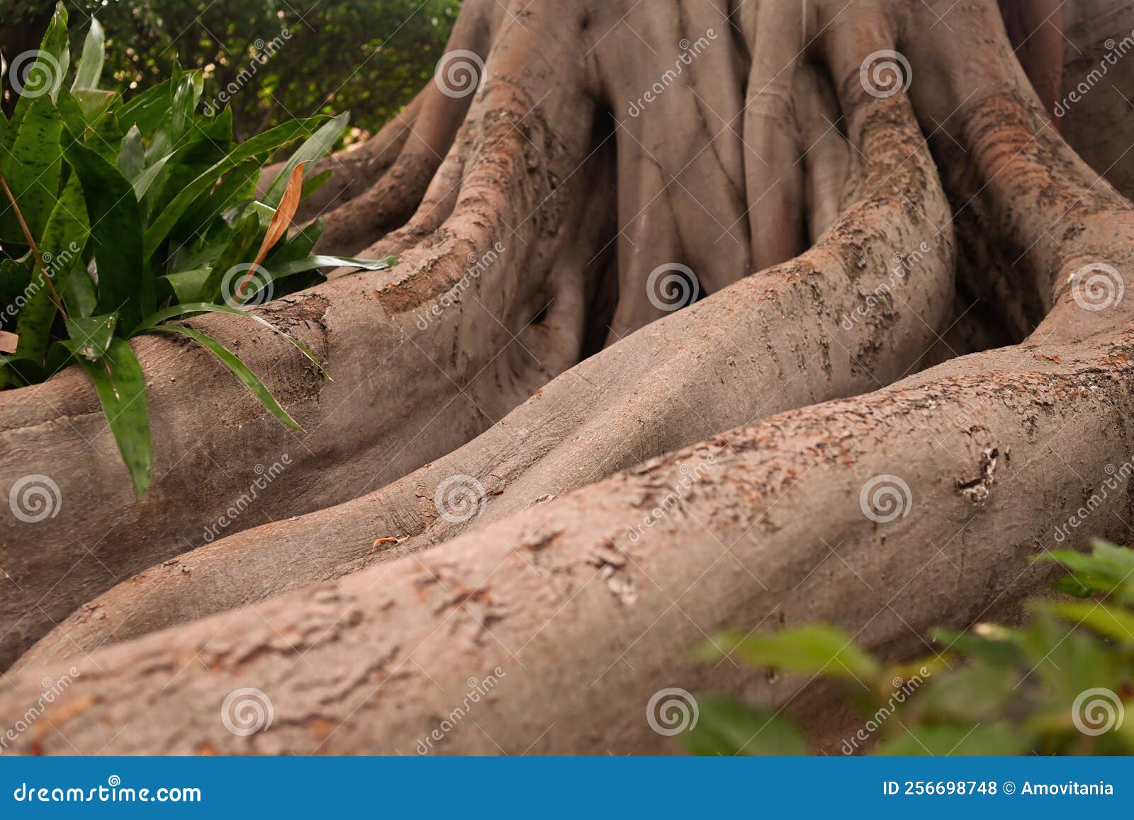 Mostly Blurred Bark Texture Background of Ficus Macrophylla Roots ...