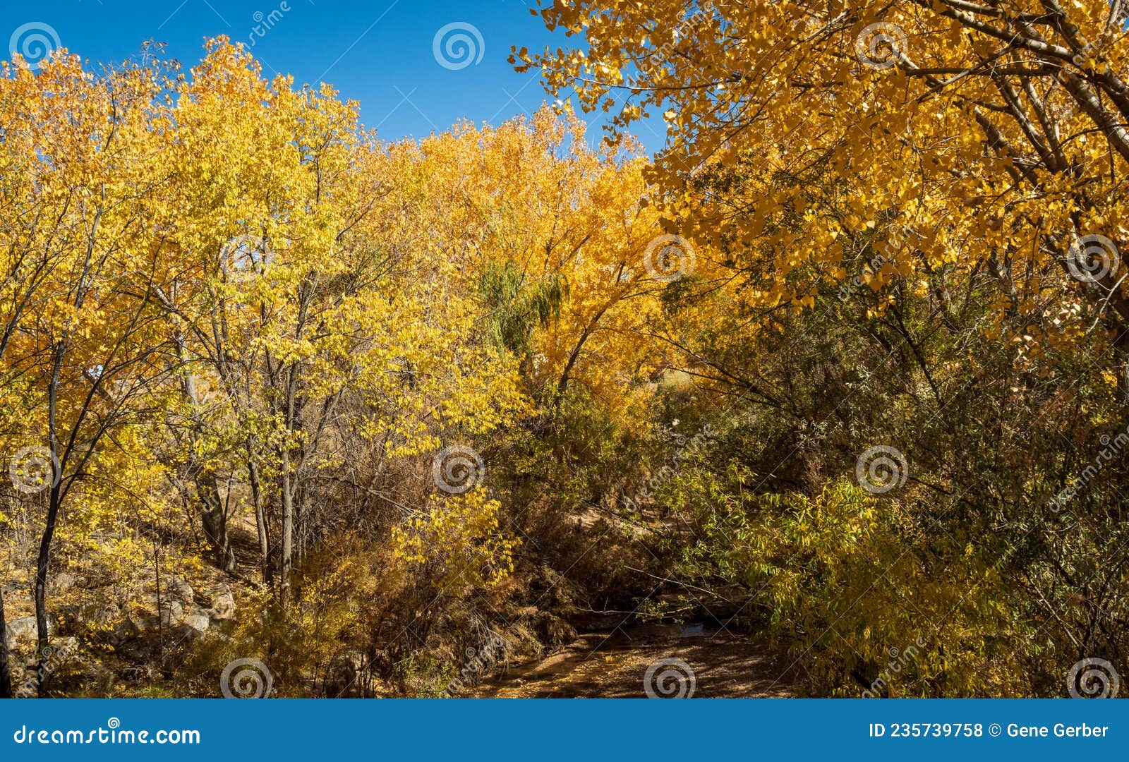 Fall Colors by the Santa Fe River Stock Photo - Image of colorful ...