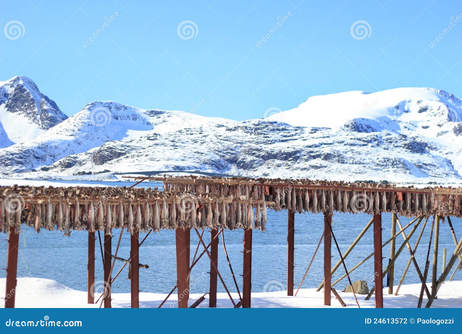 Mostra Do Bacalhau De Lofoten Ocidental Foto de Stock - Imagem de velho ...