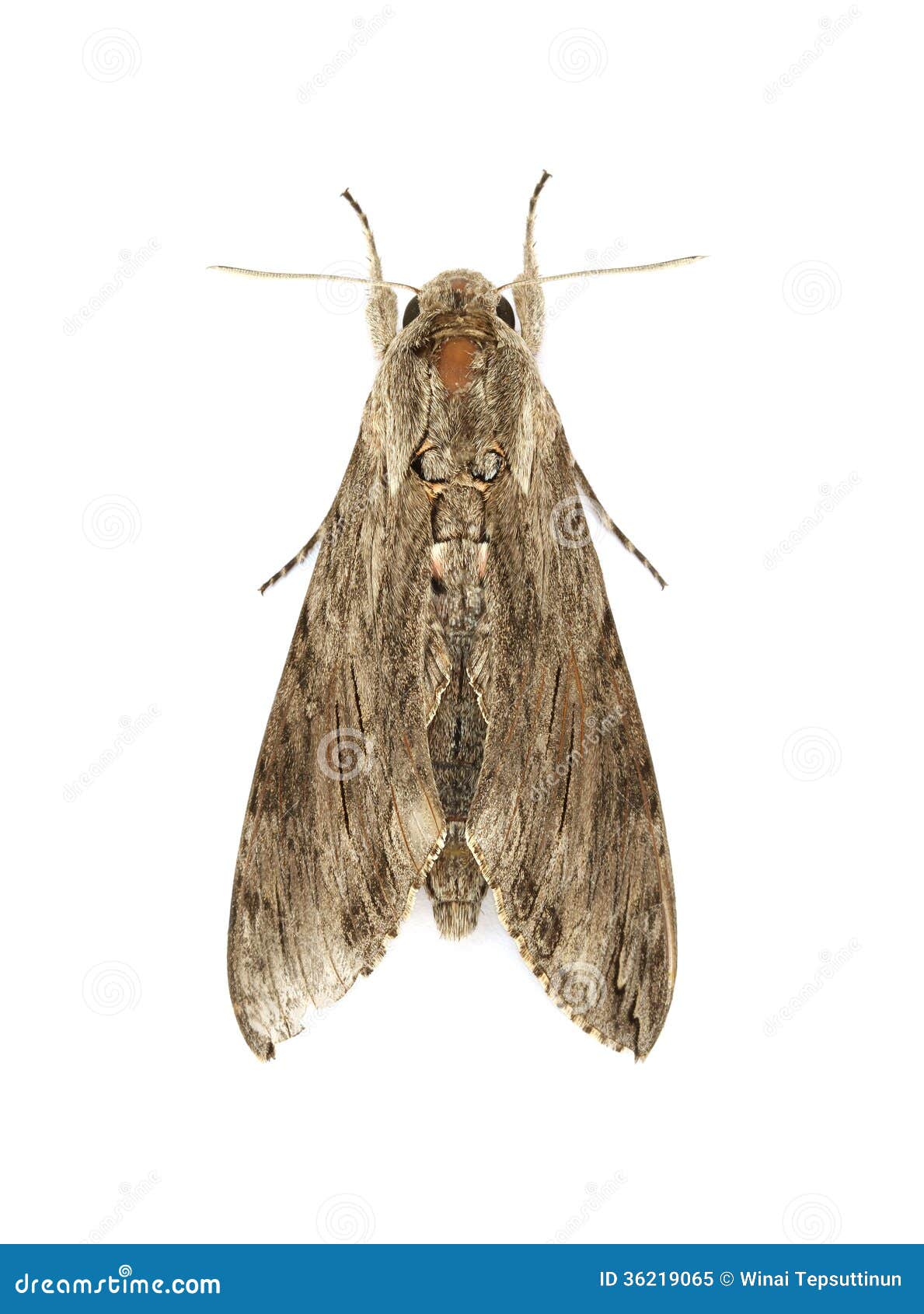 Mot stock afbeelding. Image of achtergrond, bruin, dier - 36219065