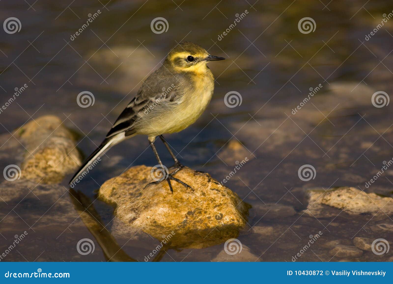 Motacilla Citreola, Citrine Wagtail Stock Photo - Image of wildlife ...