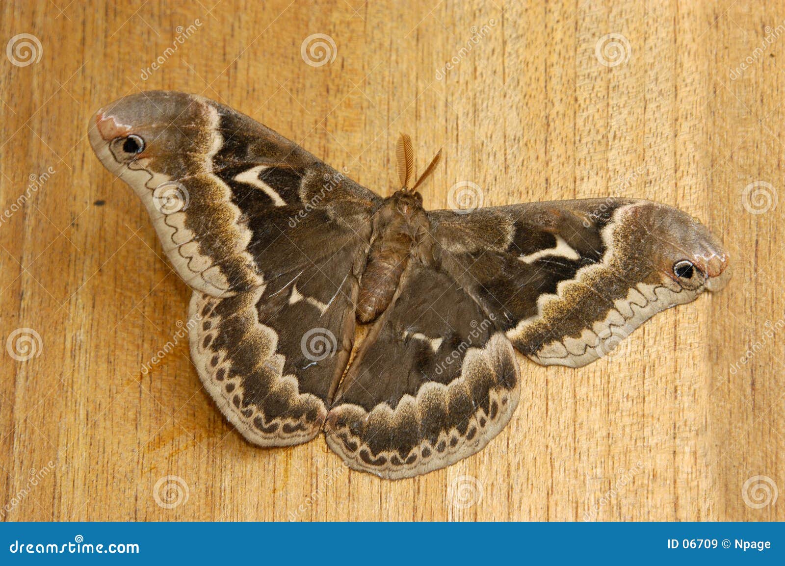 Moth stock image. Image of nature, insect, brown, wings, teak - 6709