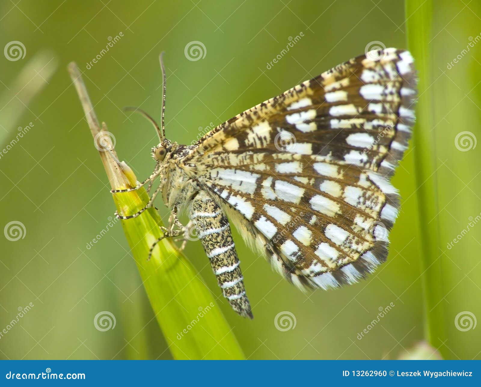 Moth stock photo. Image of wing, butterfly, nature, lepidoptera - 13262960
