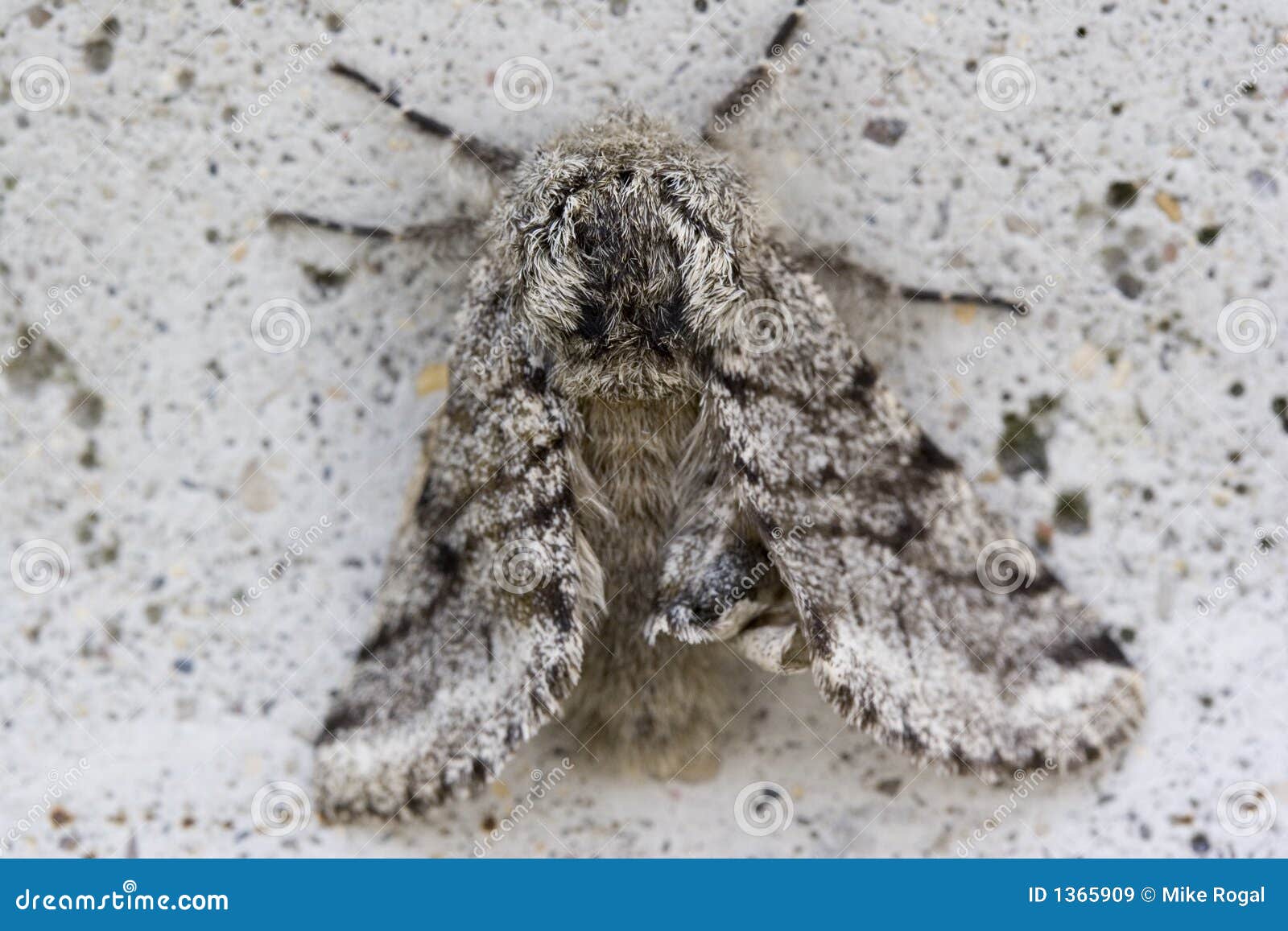 Moth stock image. Image of hairy, moth, fuzzy, grey, blend - 1365909