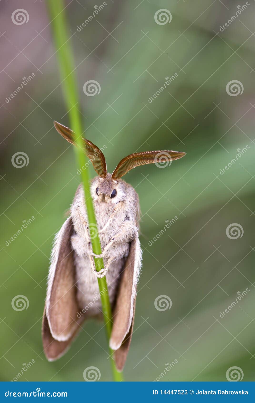 Moth stock image. Image of moth, rest, green, blade, sleep - 14447523