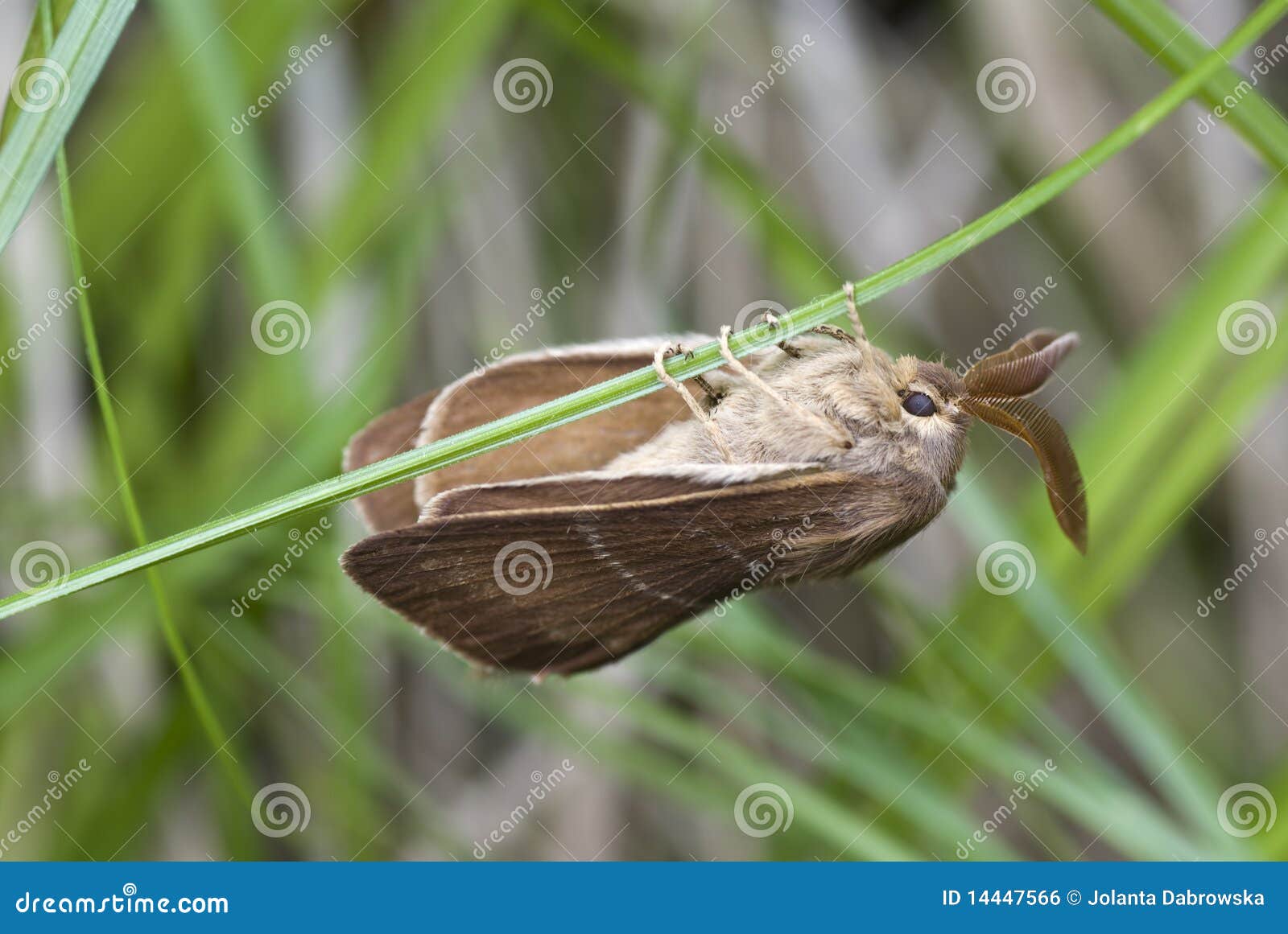 Moth stock photo. Image of hangs, butterfly, rest, antenna - 14447566
