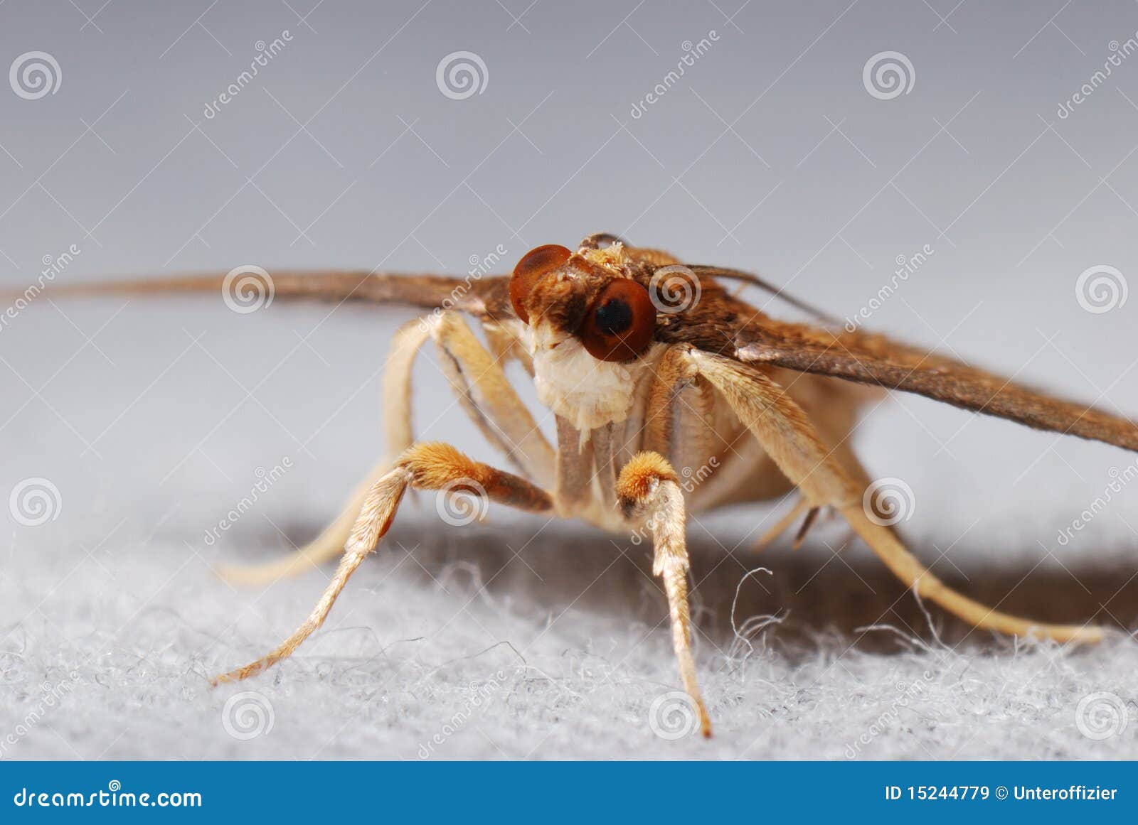 Moth stock image. Image of feelers, closeup, eyes, hairy - 15244779