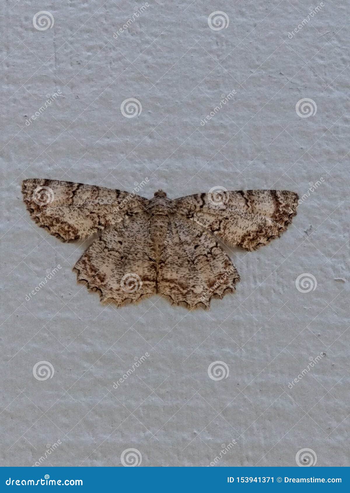 Moth stock image. Image of albino, still, moth, white - 153941371