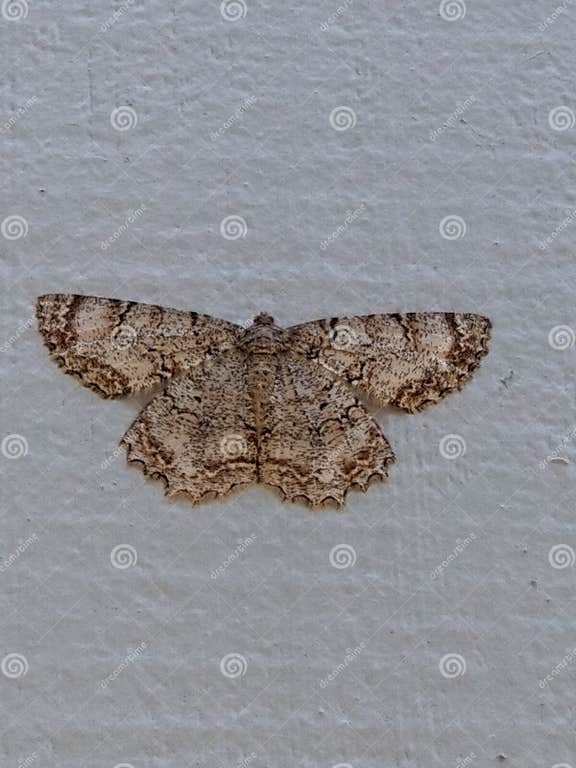 Moth stock image. Image of albino, still, moth, white - 153941371