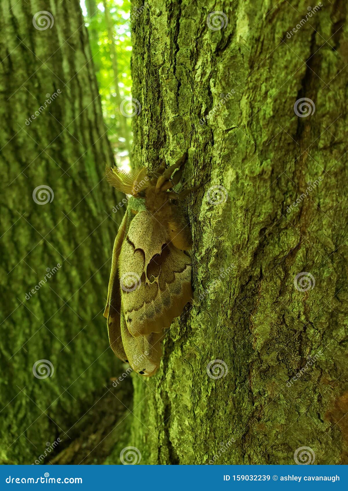 Moth stock image. Image of moth, tree, feathers, insects - 159032239