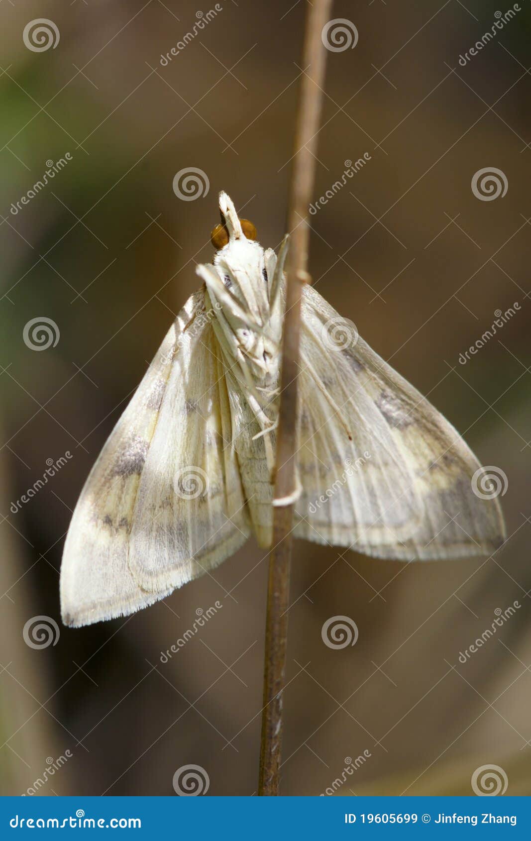 Moth stock image. Image of insects, wildlife, insect - 19605699