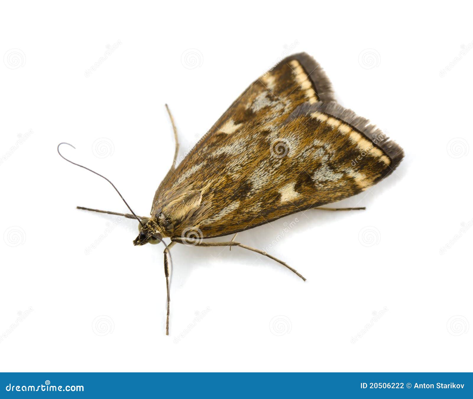 Moth stock photo. Image of fauna, isolated, horizontal - 20506222