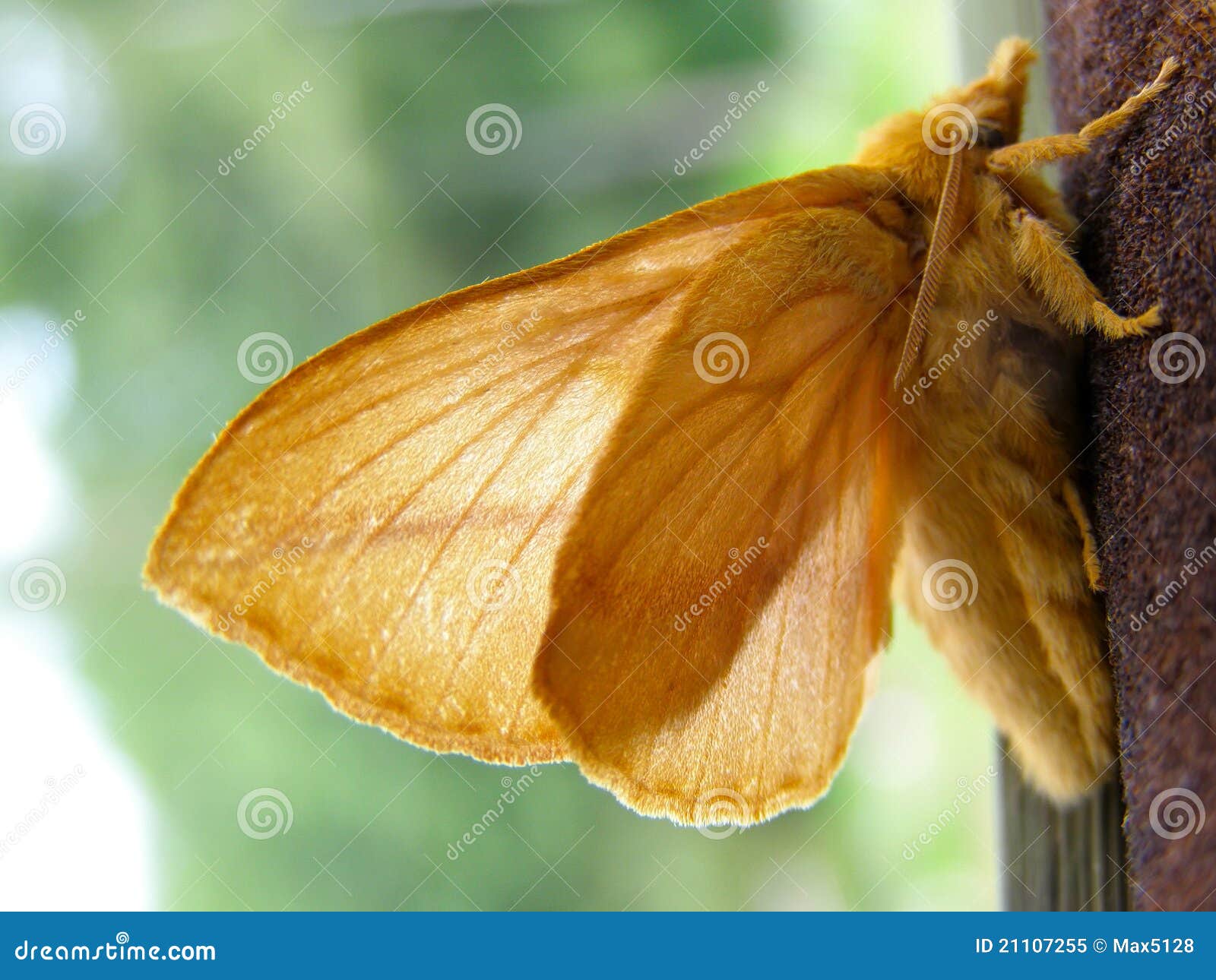 1,276 Fluffy Moth Stock Photos - Free & Royalty-Free Stock Photos from ...