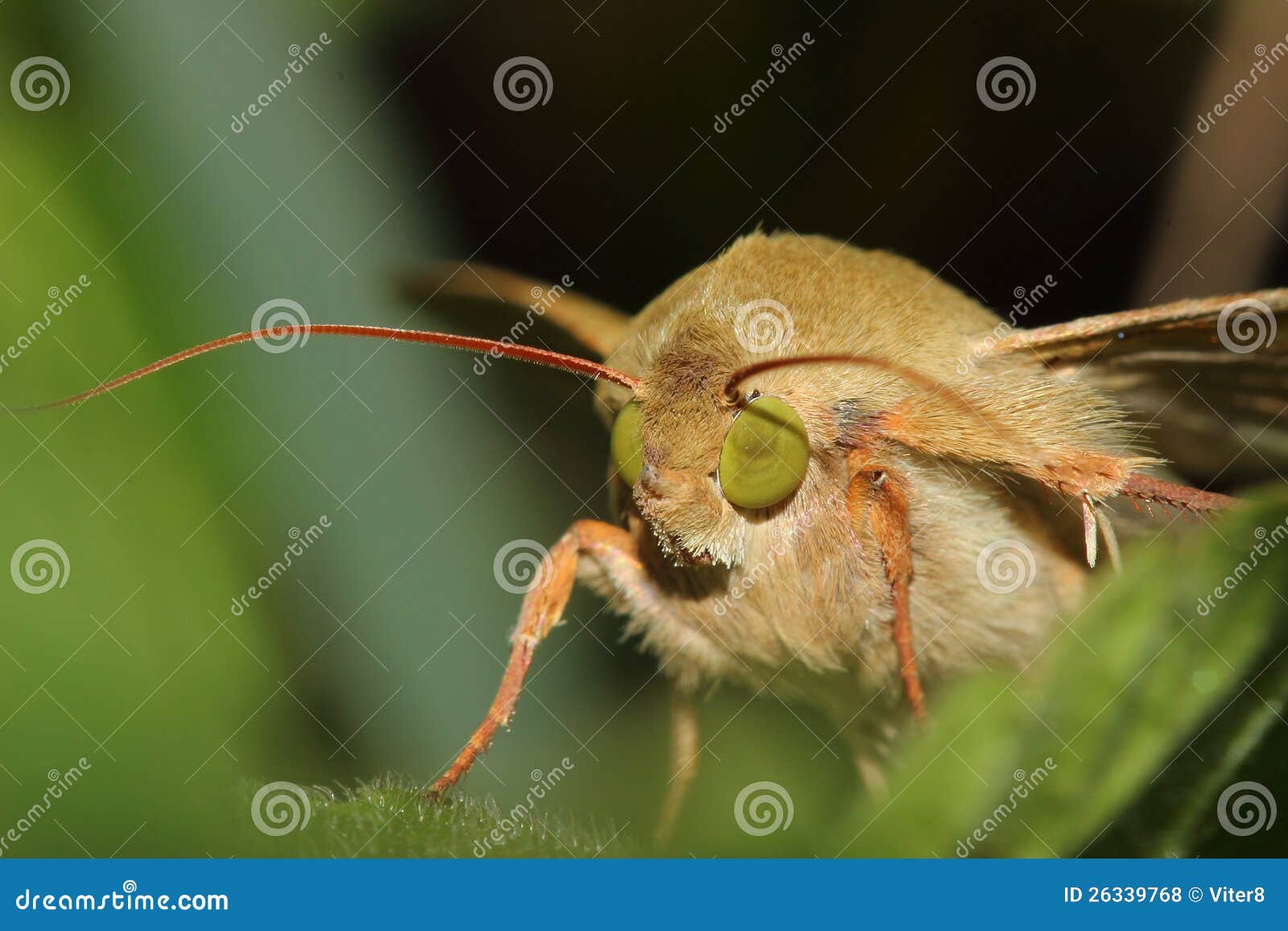Moth stock photo. Image of outdoor, eyes, yellow, insects - 26339768