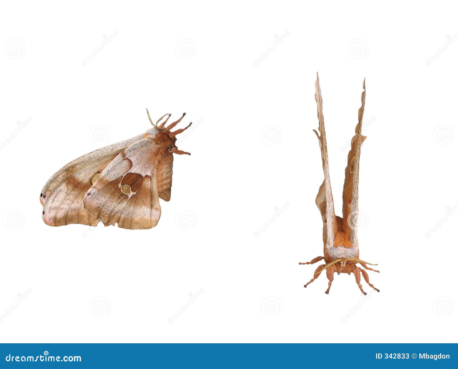 Moth stock image. Image of isolated, stage, insect, legs - 342833