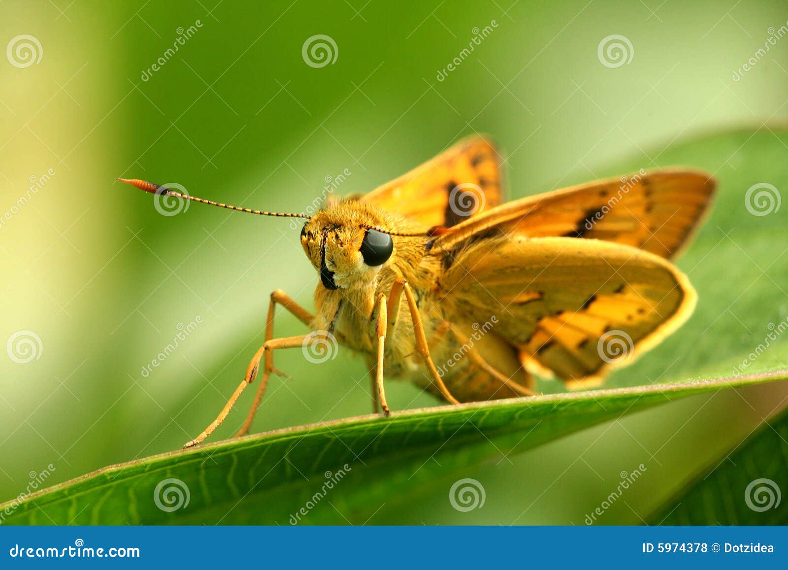 Moth stock photo. Image of green, stand, close, cute, insect - 5974378
