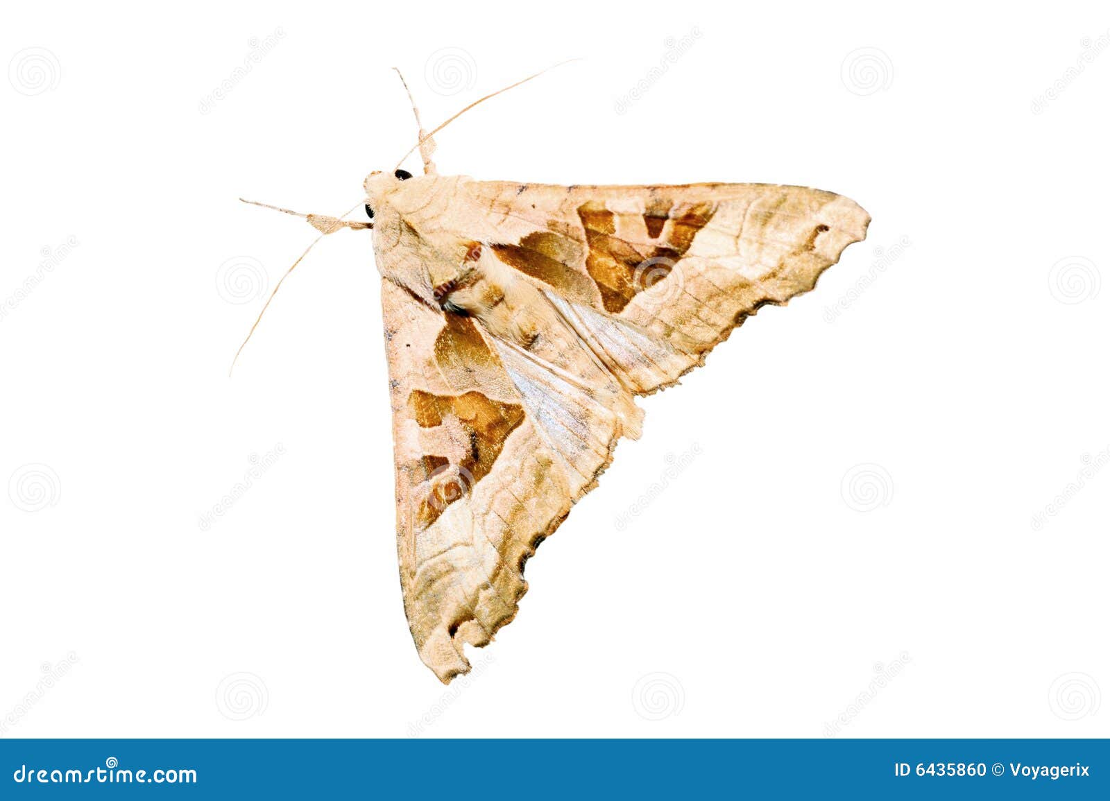 Moth stock photo. Image of butterfly, beautiful, isolated - 6435860