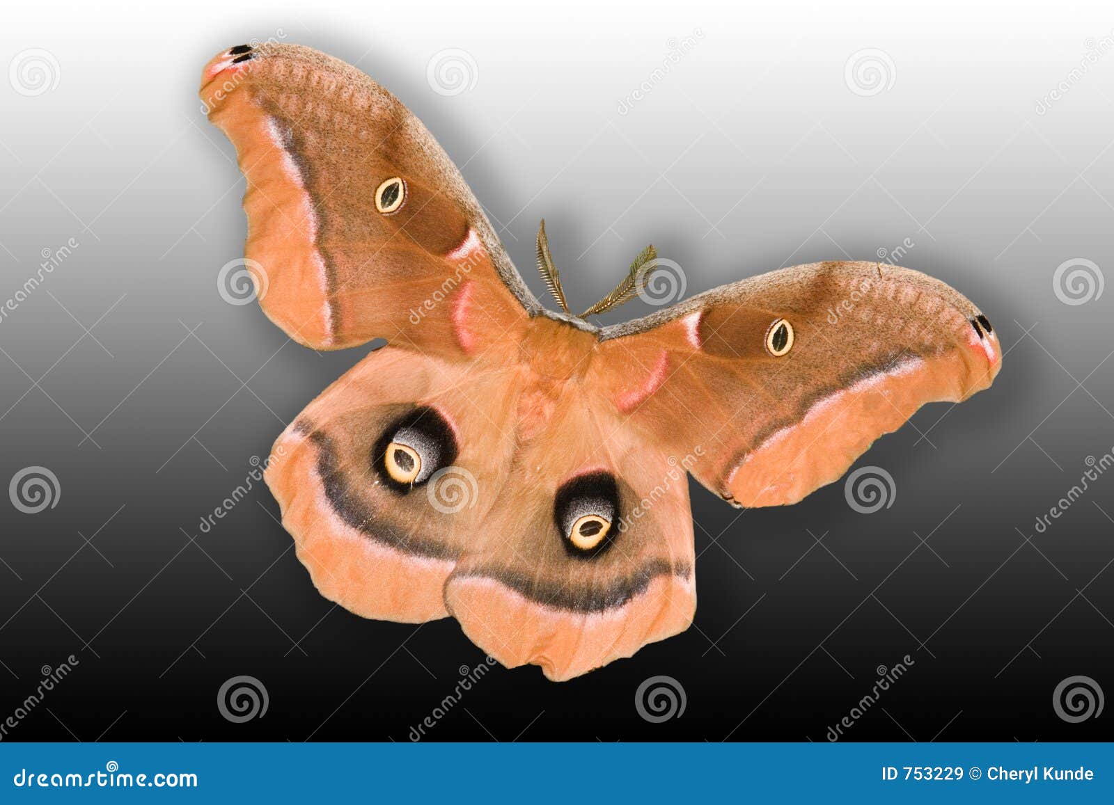 Moth stock image. Image of rural, isolated, eyes, details - 753229