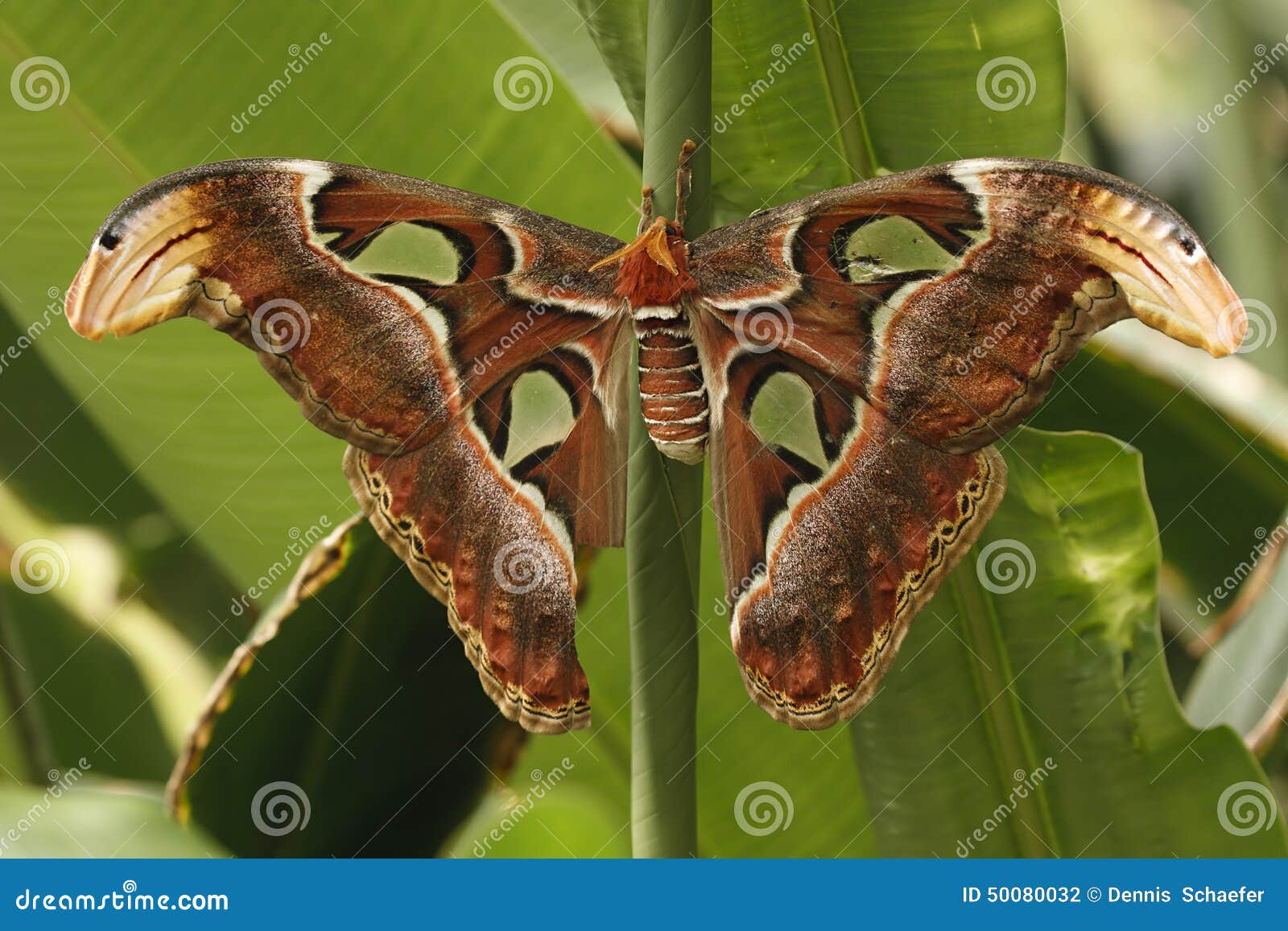 Moth (Attacus atlas) stock photo. Image of agriculture - 50080032