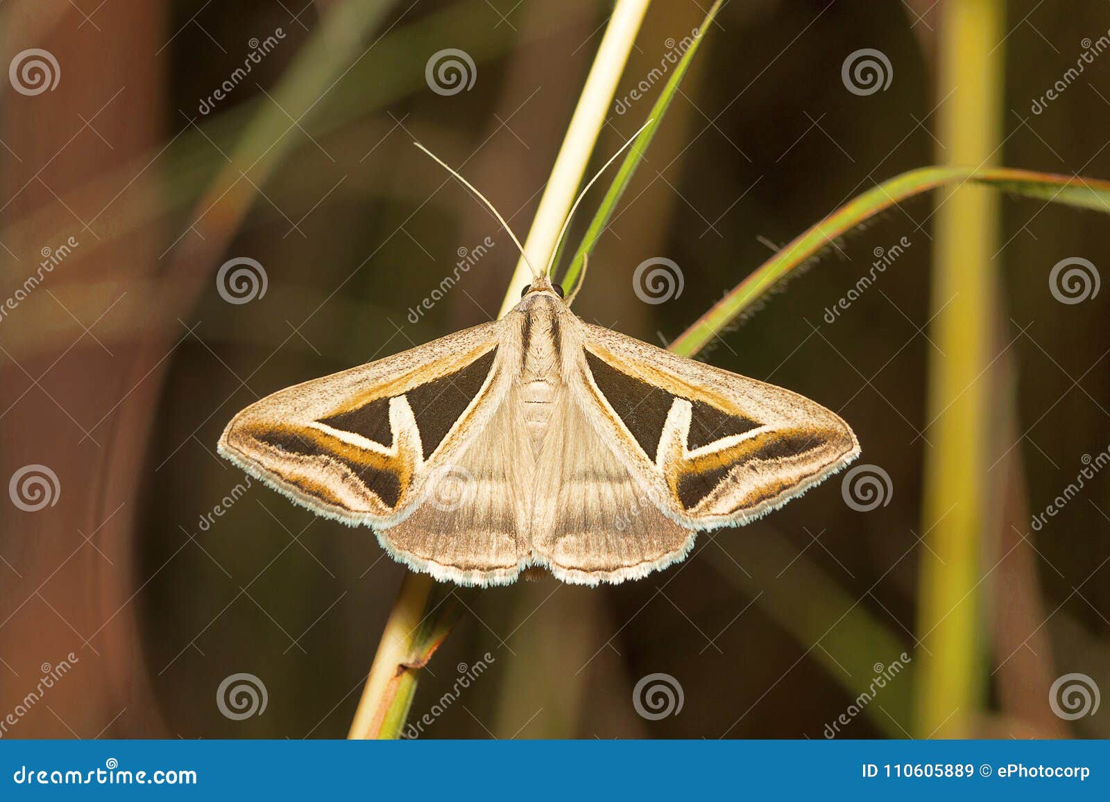 Moth, Bangalore, Karnataka. Stock Image - Image of wings, butterfly ...