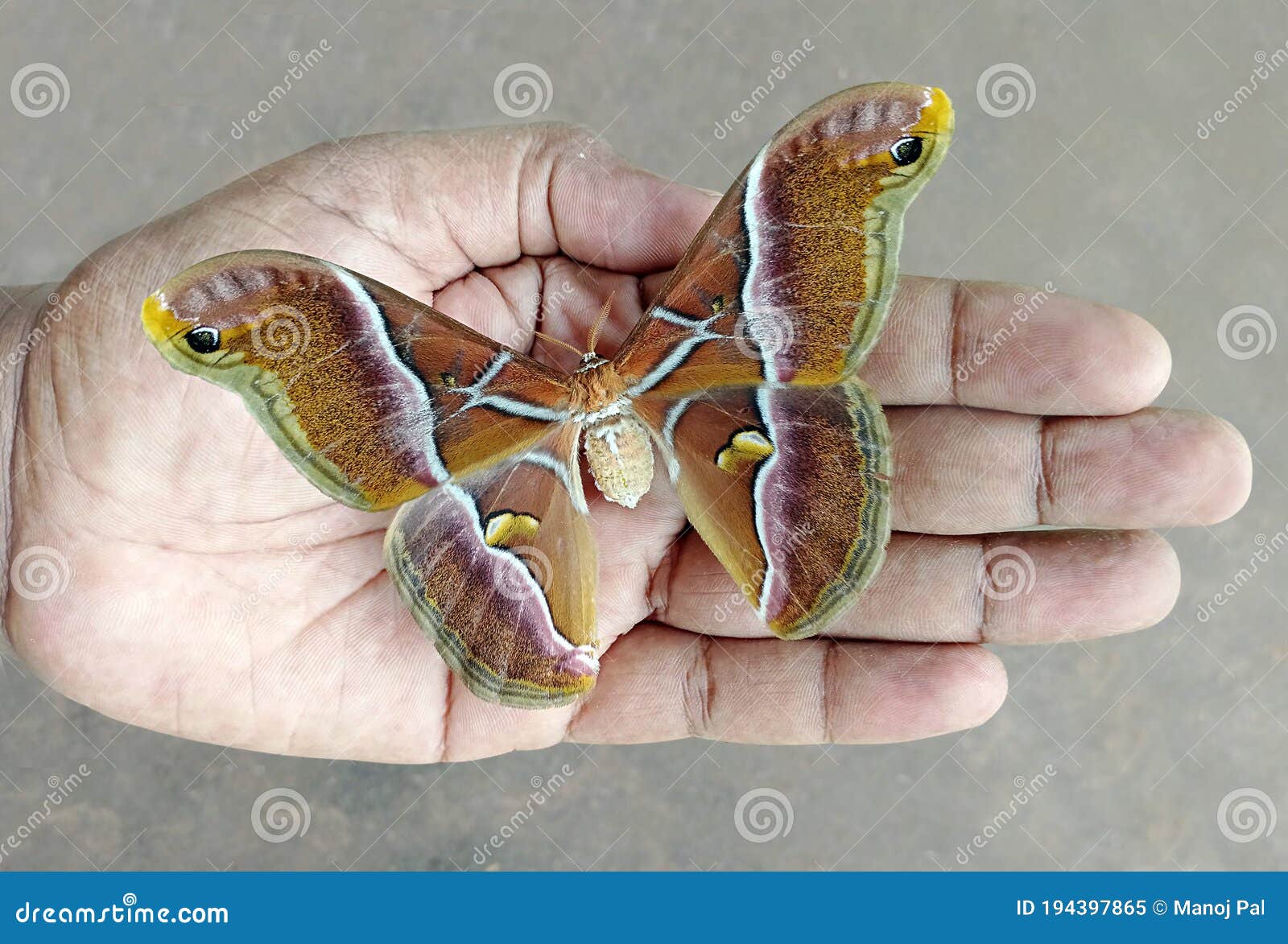 MOTH on the PALM. stock image. Image of moth, biology - 194397865
