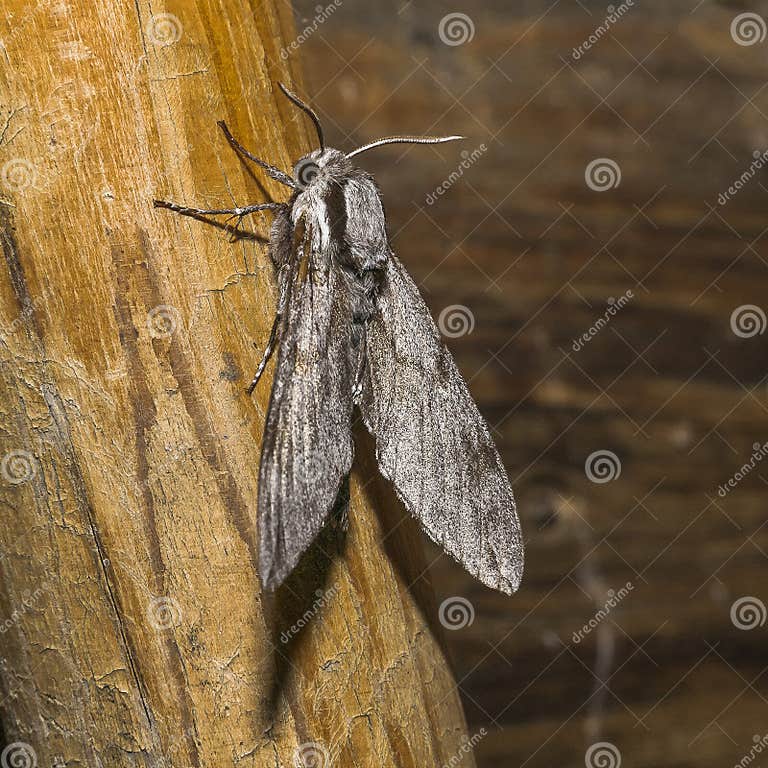 Moth stock image. Image of insects, lepidoptera, insect - 75105187