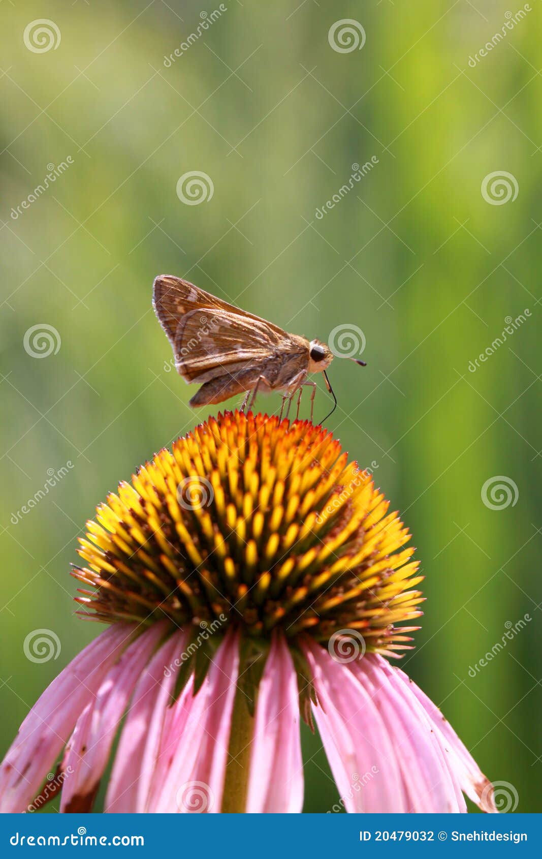 Moth on Black eyed Susan stock photo. Image of black - 20479032