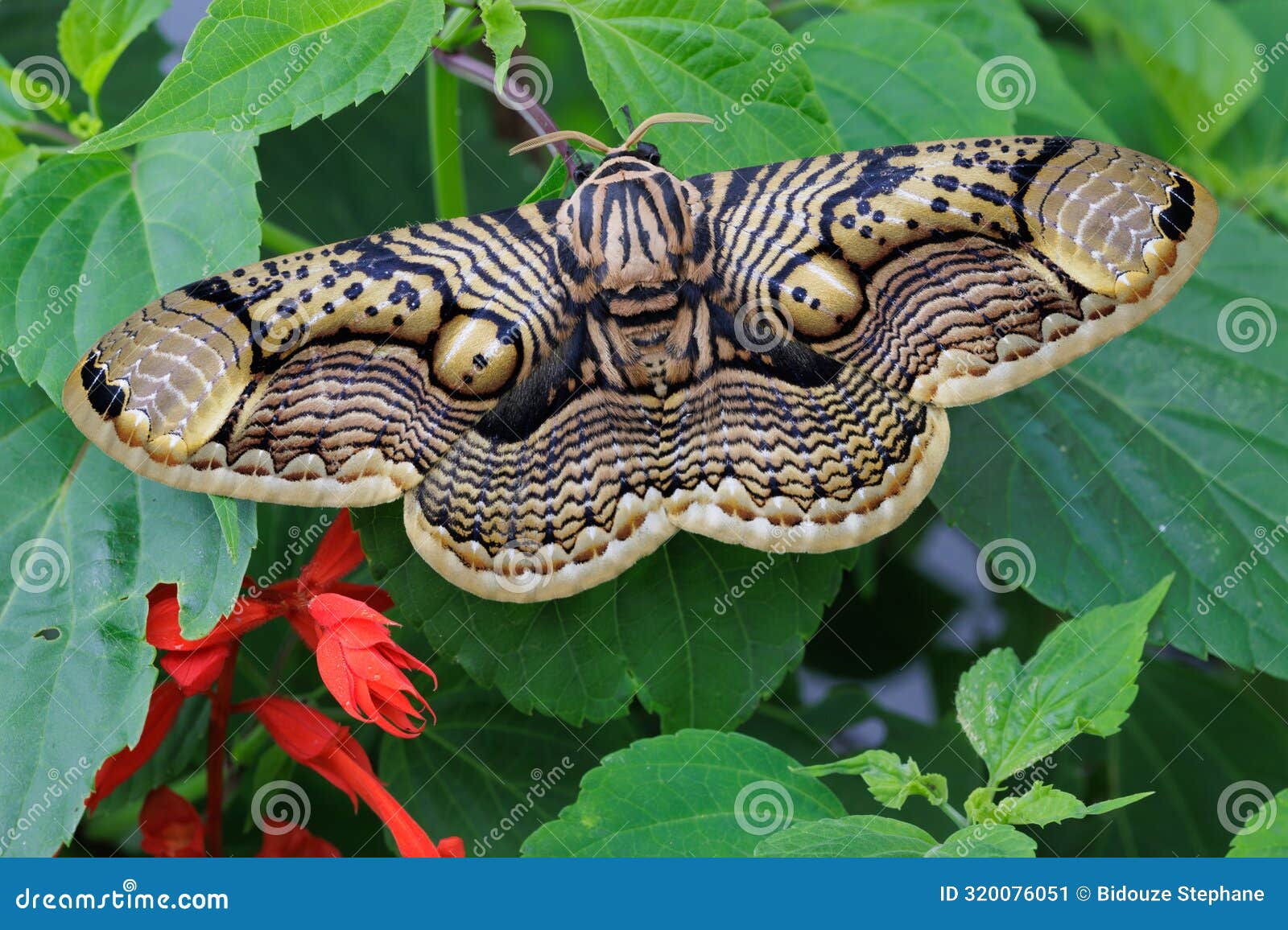 Moth Brahmaea Hearseyi Standing on a Plant, Malaysia Stock Image ...