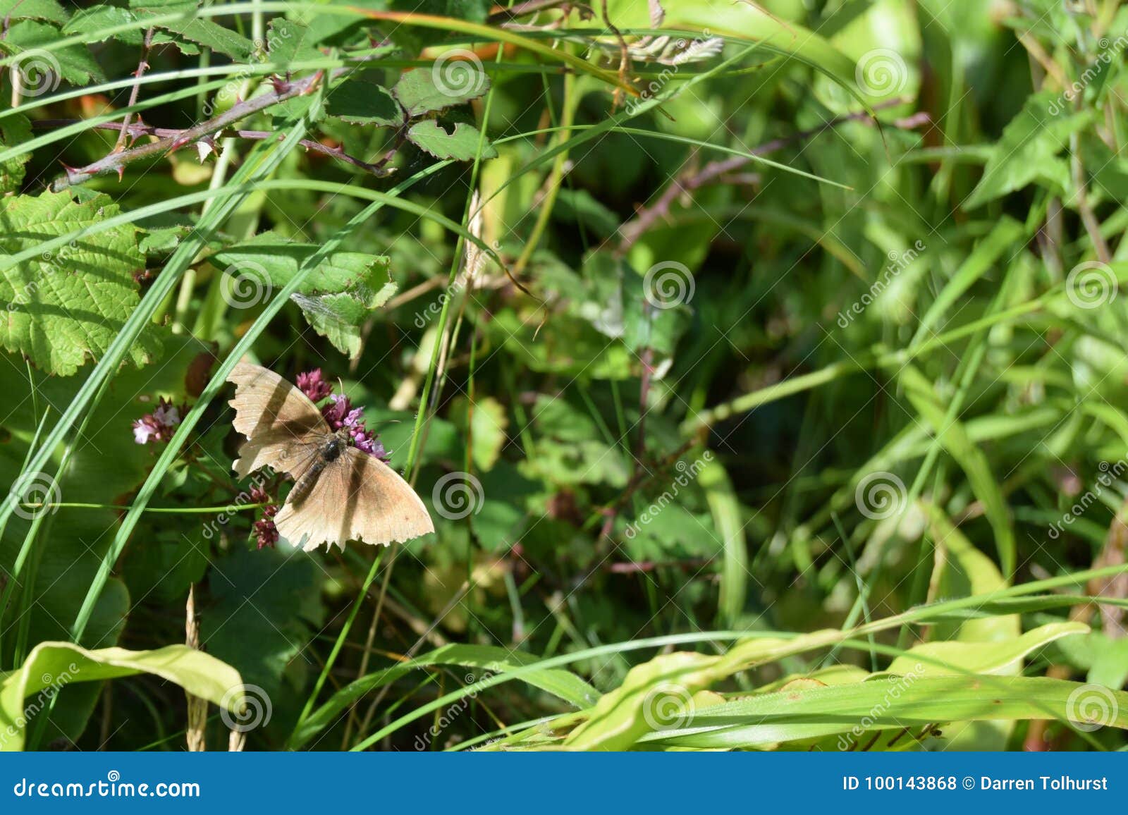 Moth with Broken Wing, Mendip Hills. Stock Photo - Image of burrington ...