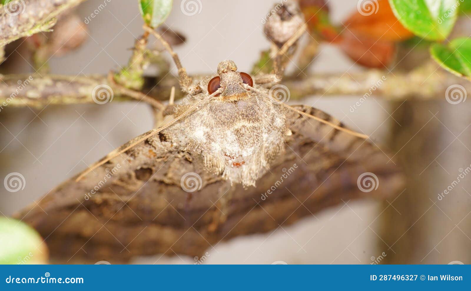 Moth with Brown Compound Eyes Stock Image - Image of spread, nocturnal ...