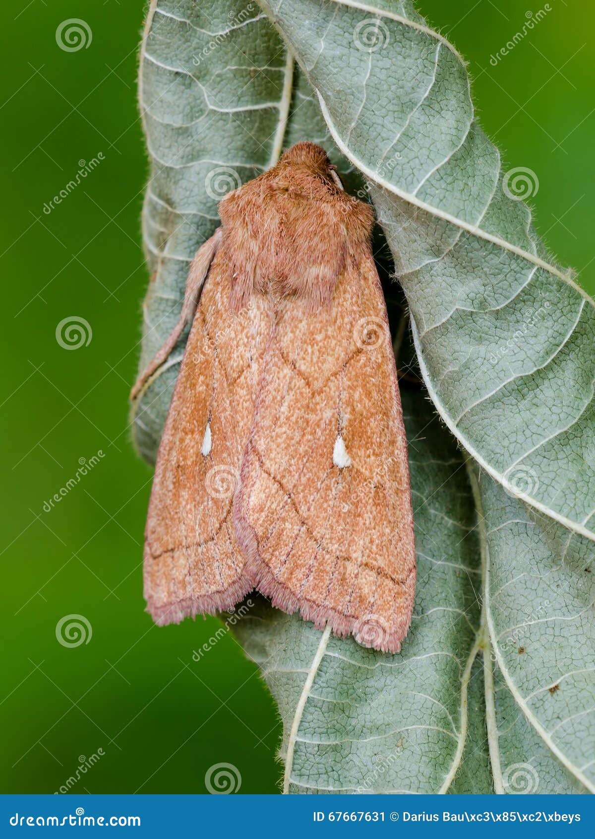 Moth stock image. Image of field, detail, wings, insect - 67667631