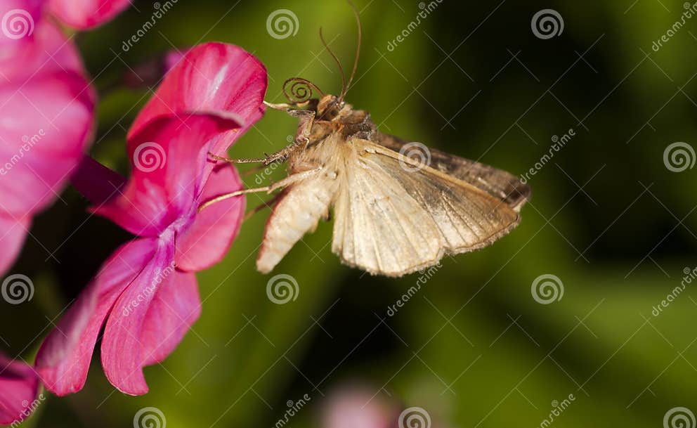 Moth stock photo. Image of pink, pollen, moths, pollination - 78982188
