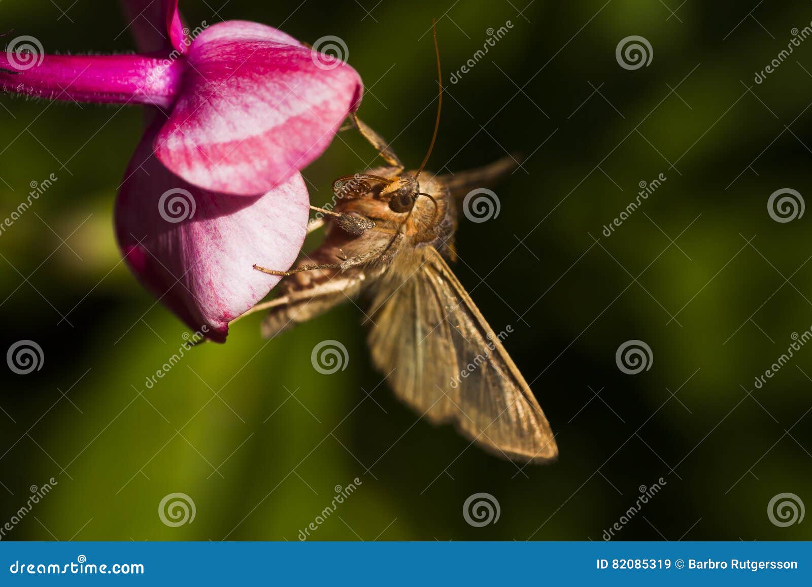 Moth stock image. Image of pollination, brown, pollinate - 82085319