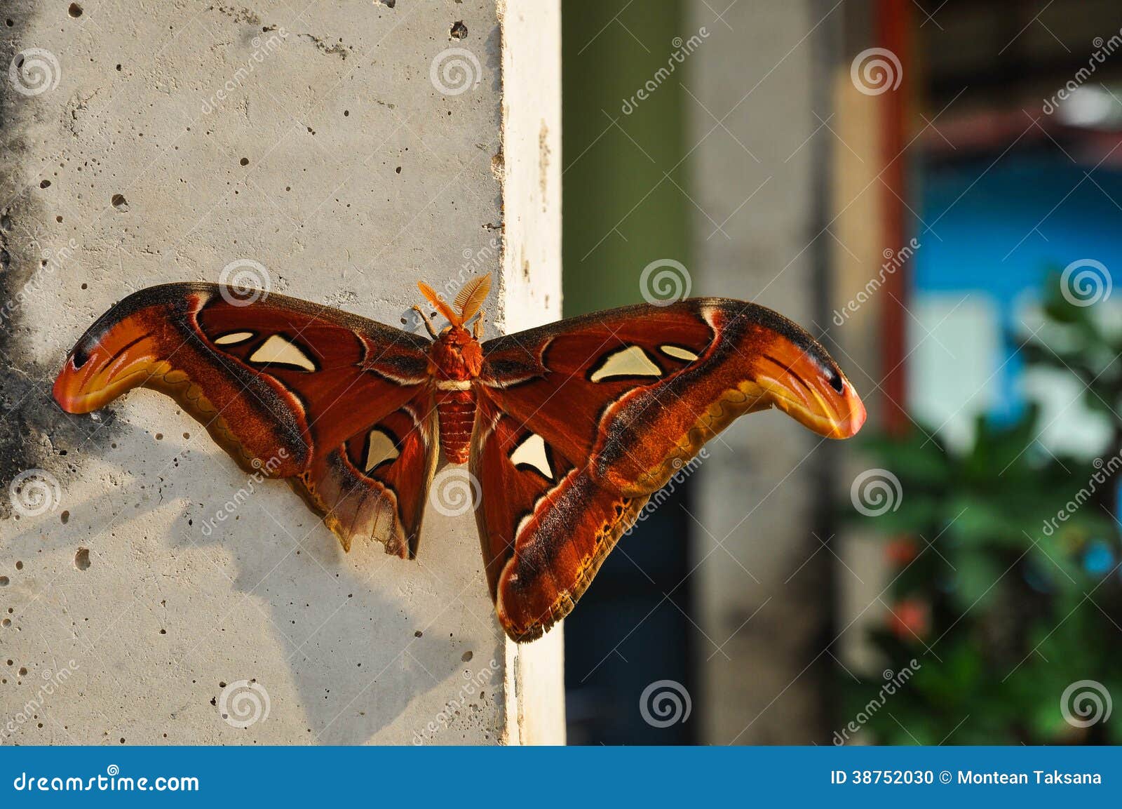 Ailanthus Silk Moth, Samia Cynthia, Adult With Open Wings Stock Photo ...
