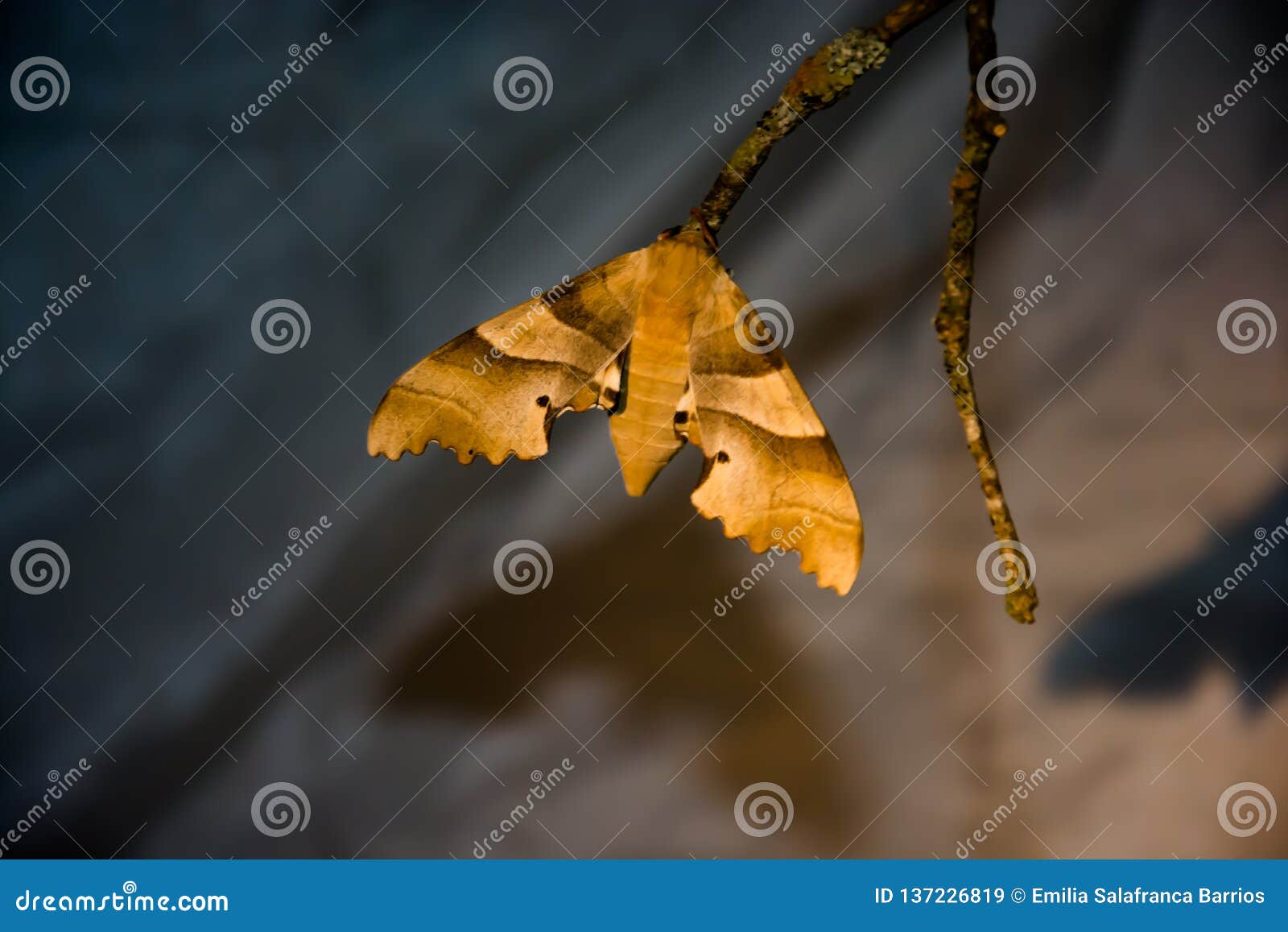 427 Ugly Moth Stock Photos - Free & Royalty-Free Stock Photos from ...