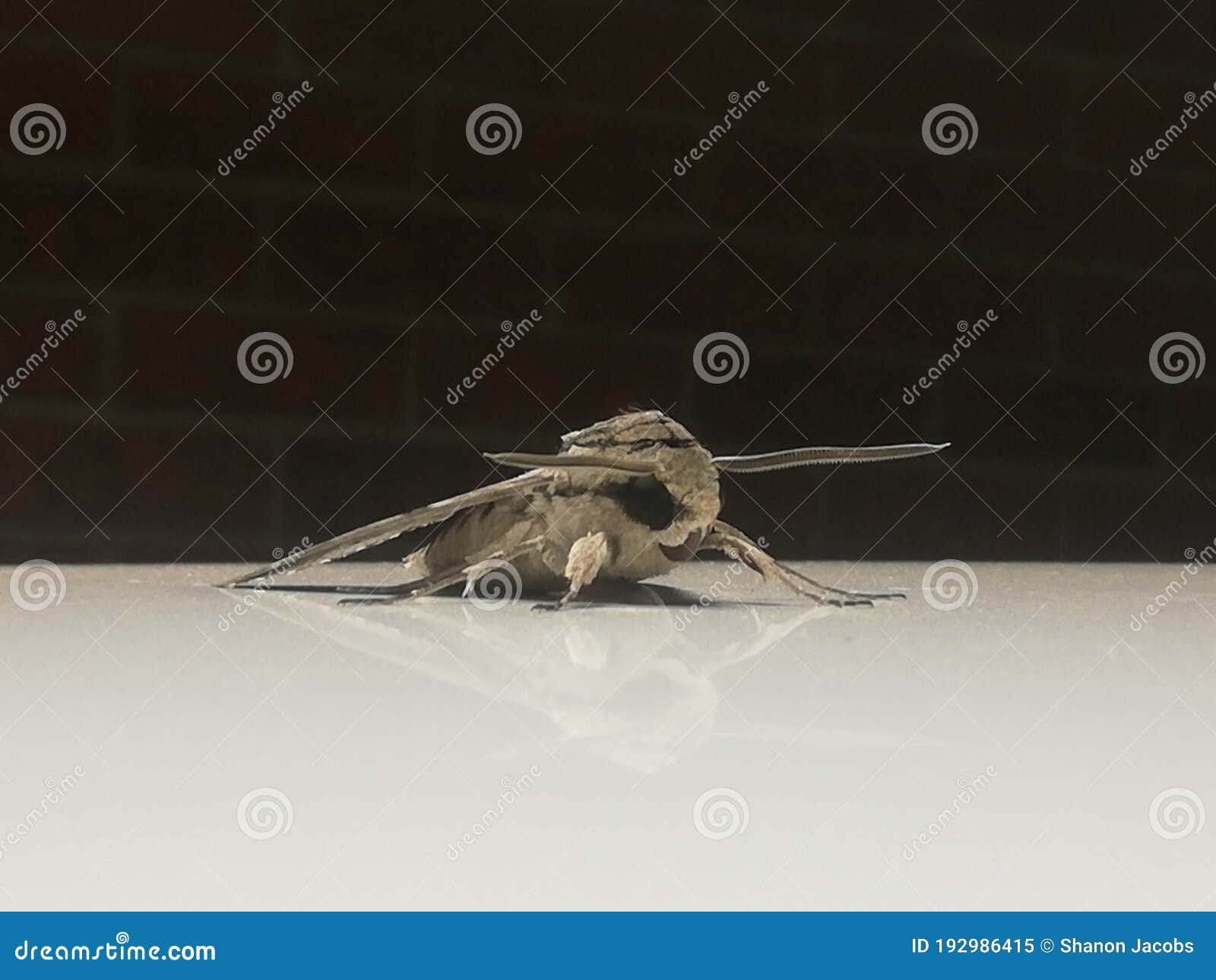 Moth on the car in garage stock image. Image of sketch - 192986415