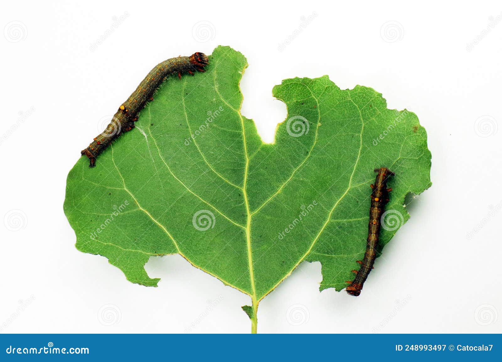 Moth Caterpillars on a Leaf with Holes and Damage Isolated on White. a ...
