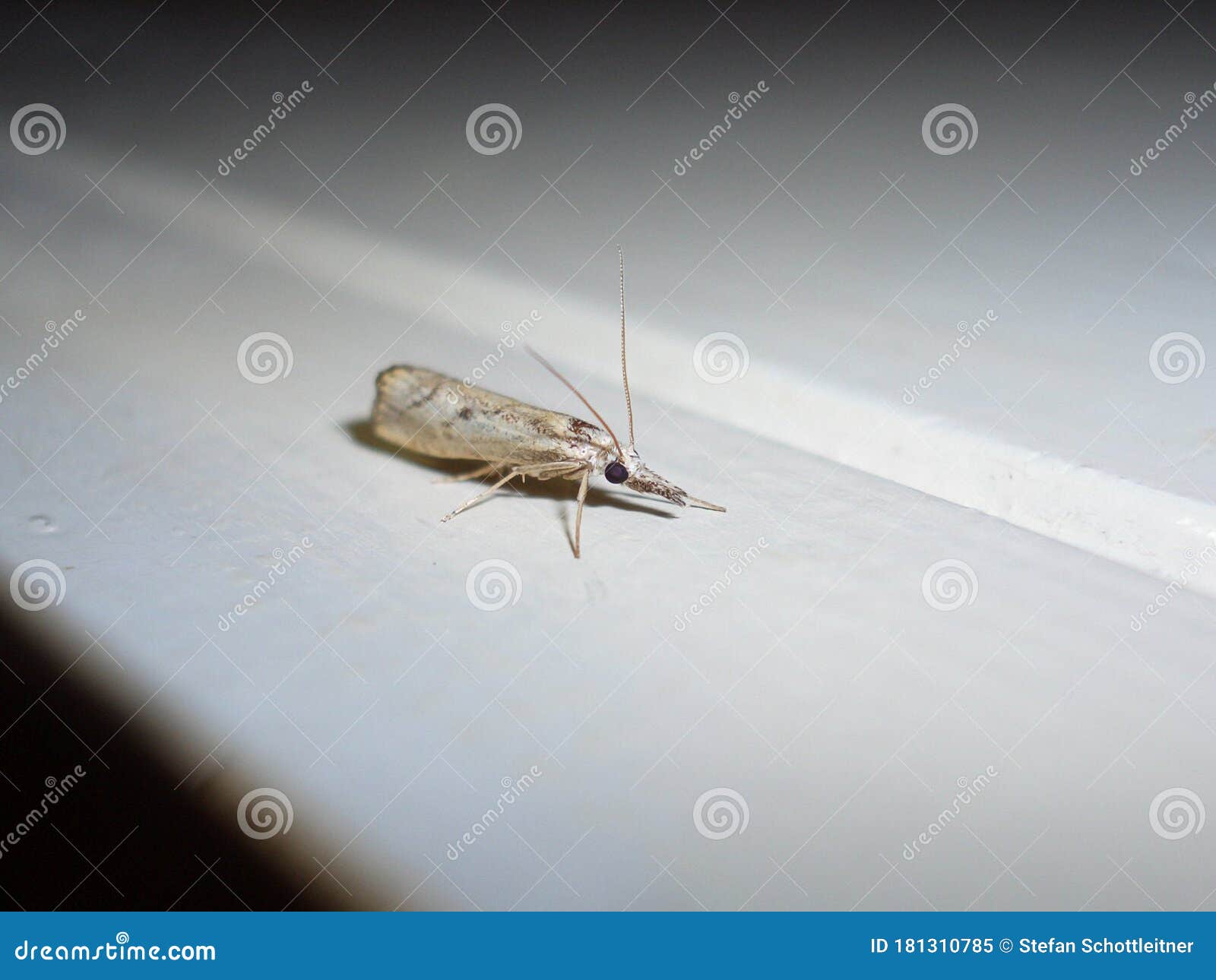 A Moth is Climbing on the Wall Stock Image - Image of plant, animals ...