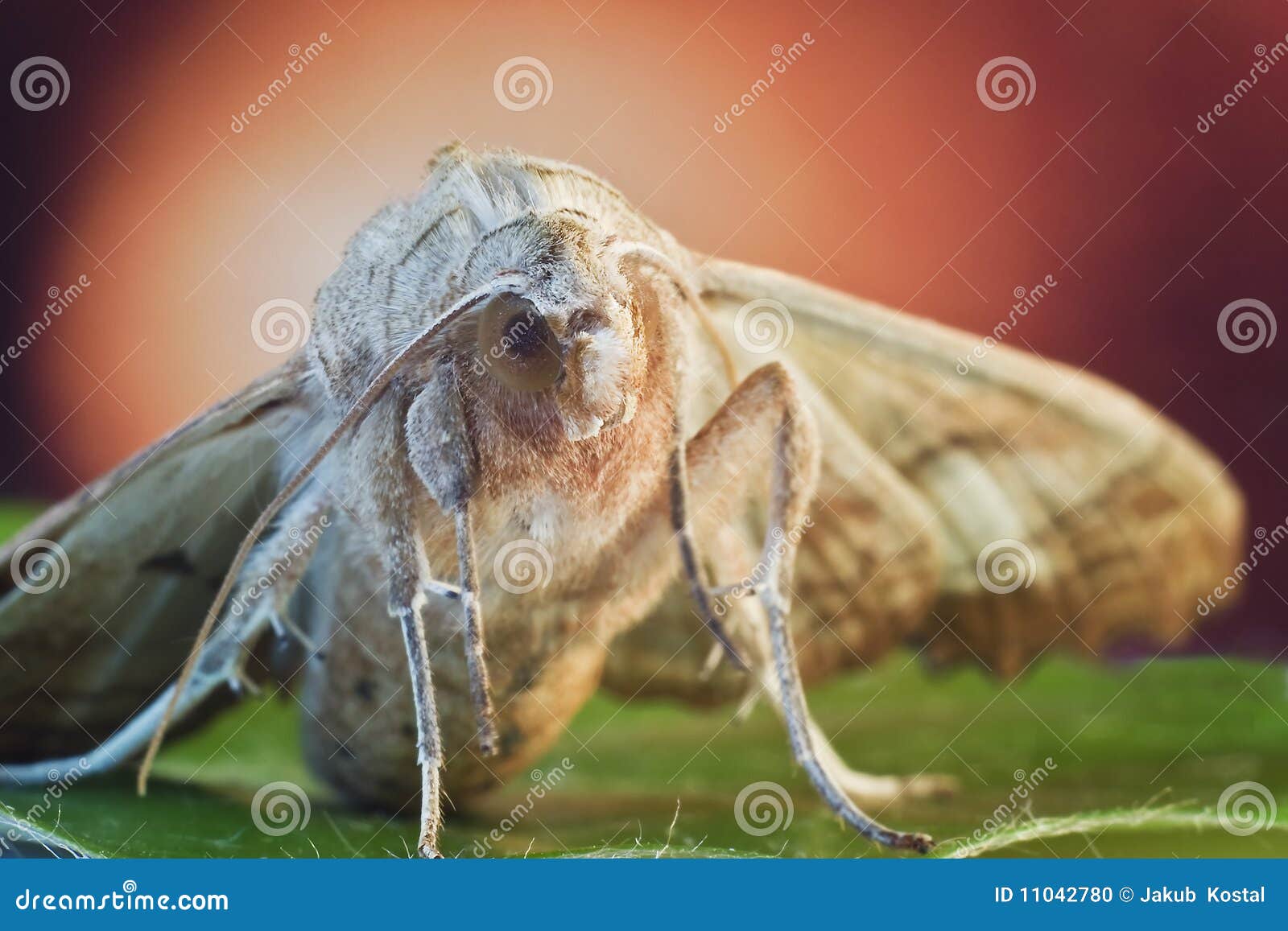 Moth | Close Up | Closeup. Amazing Camouflage Moth Green Moth Isolated ...