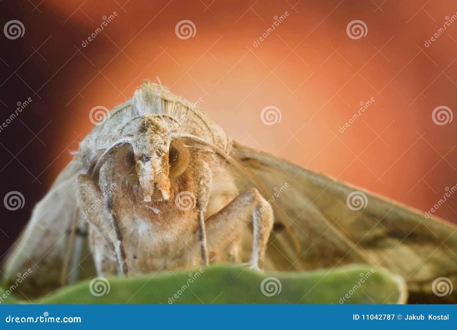 Moth | Close Up | Closeup. Amazing Camouflage Moth Green Moth Isolated ...