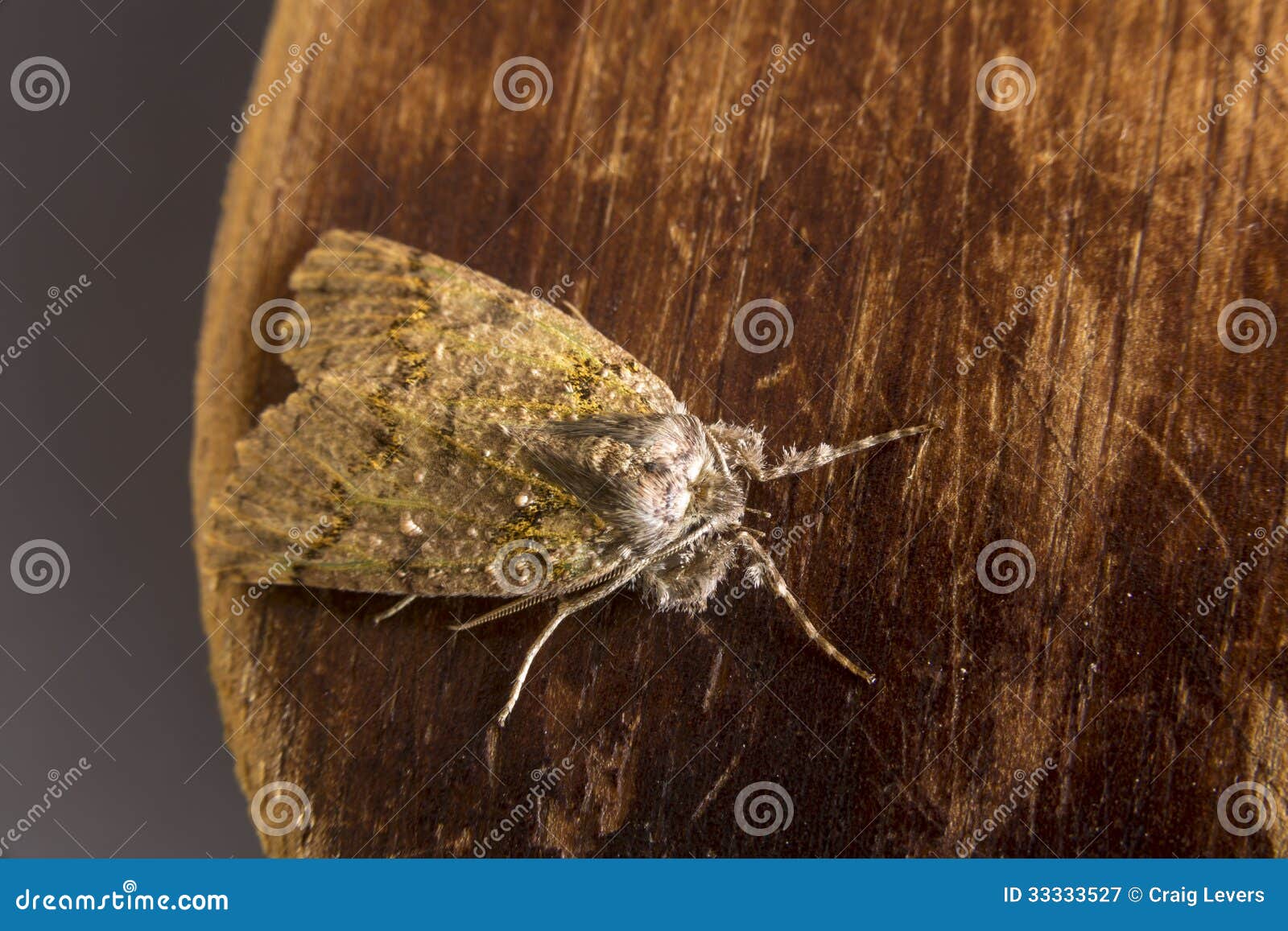A Common Moth Stock Photography | CartoonDealer.com #15387062