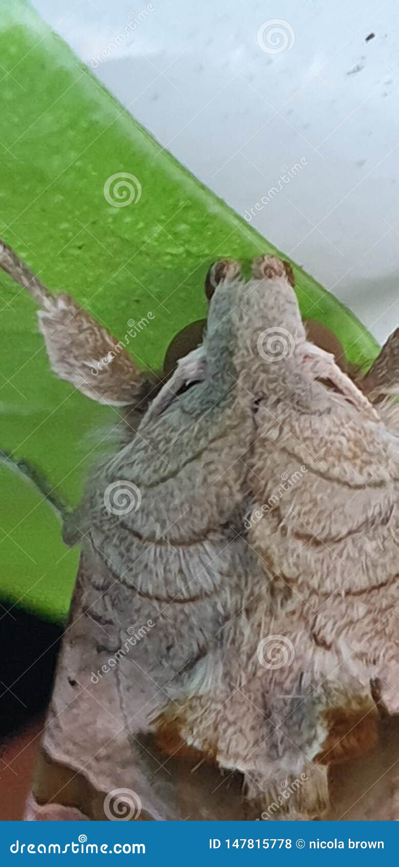 Moth | Close Up | Closeup. Amazing Camouflage Moth Green Moth Isolated ...