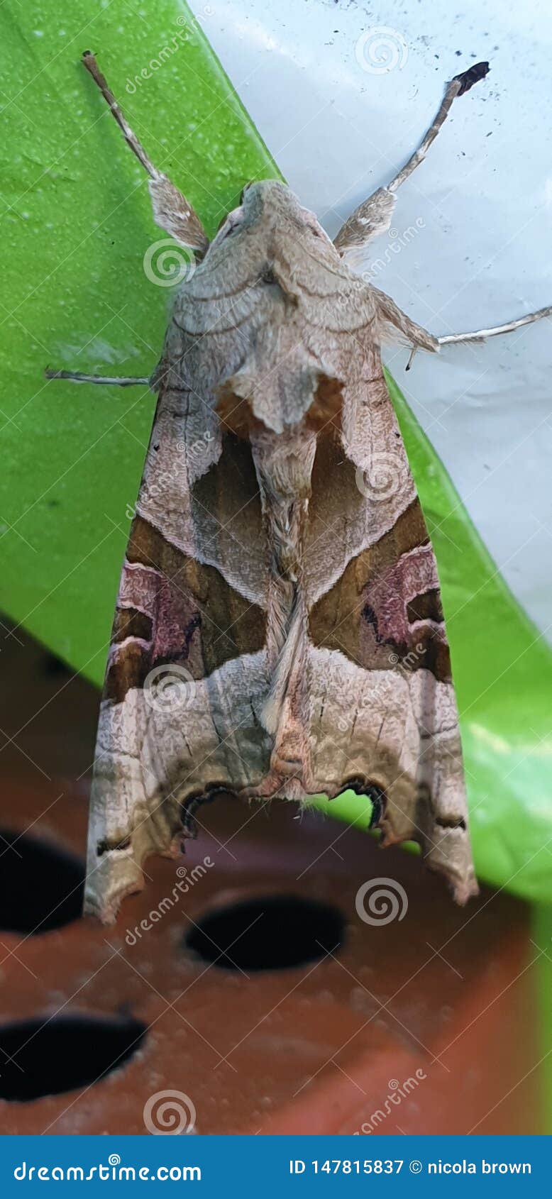 Moth close up stock image. Image of surrounding, moth - 147815837