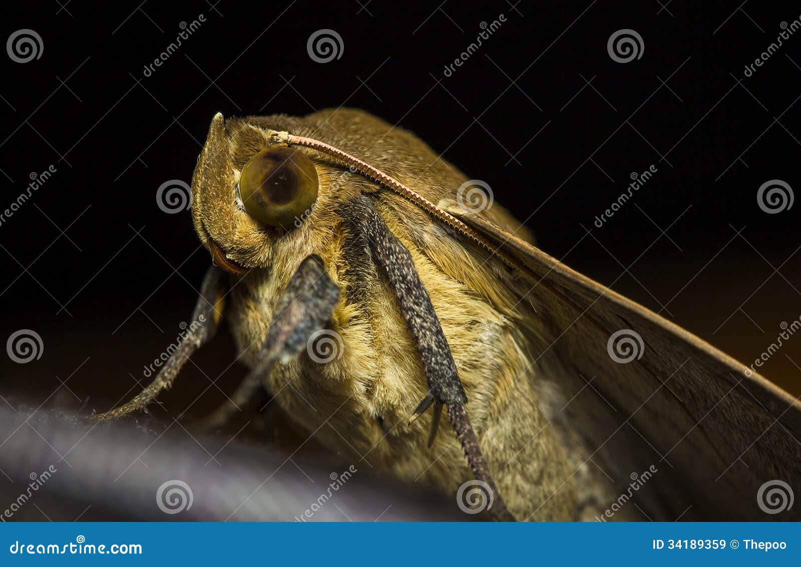 Moth stock image. Image of giant, night, animal, white - 34189359