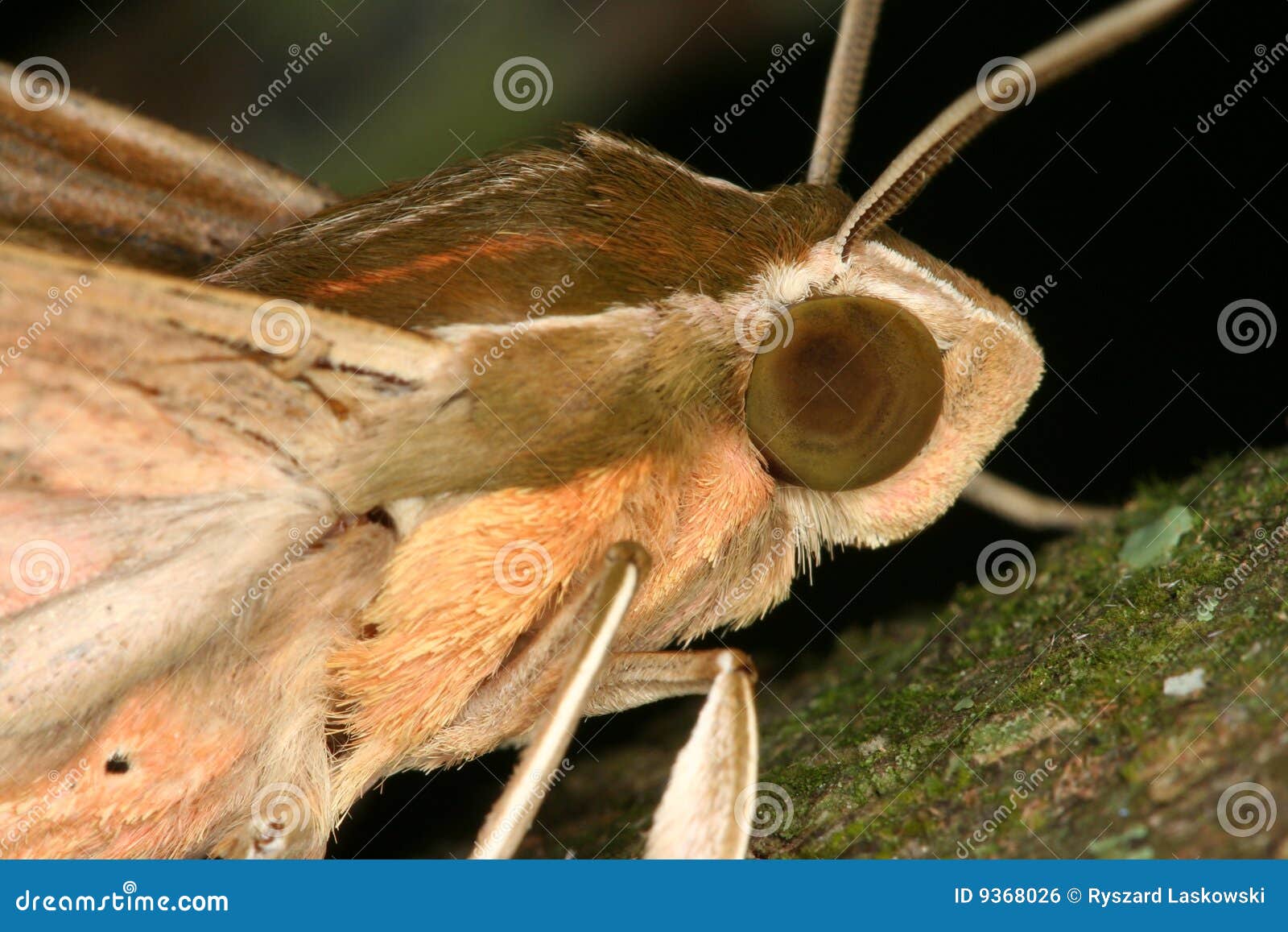 Moth closeup stock photo. Image of national, eyes, america - 9368026